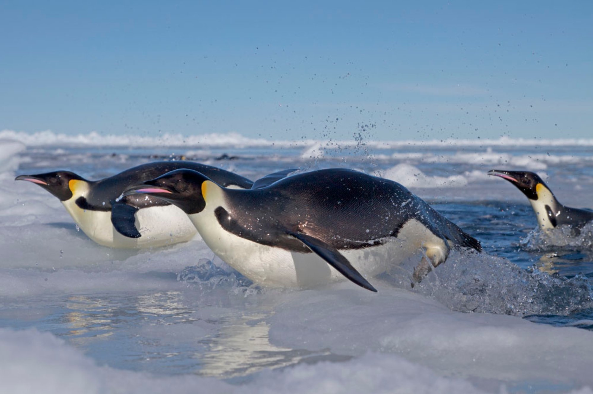 Emperor Penguins Expedition - Waterproof Expeditions