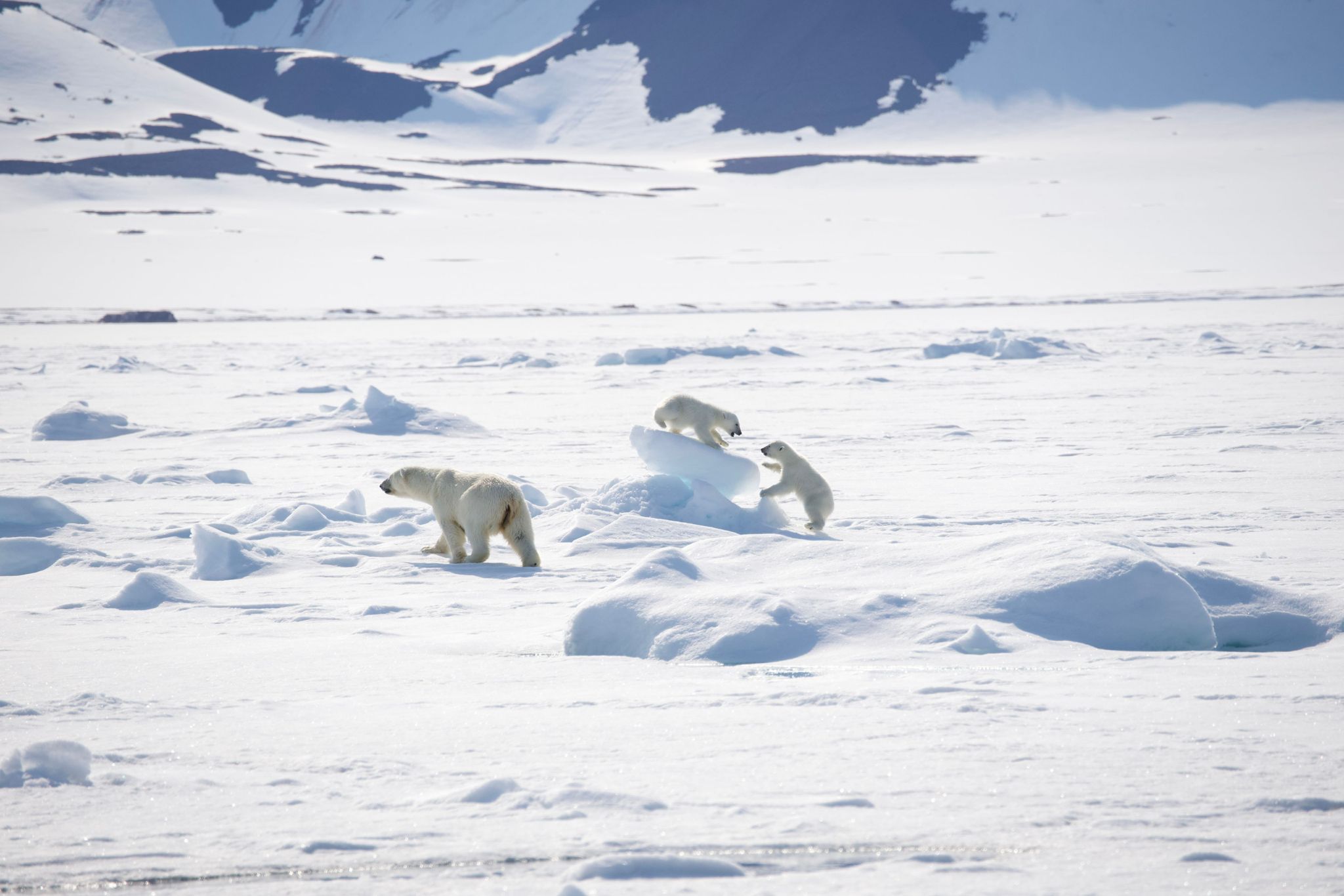 Expert Advice for Polar Bear Photography - Waterproof Expeditions