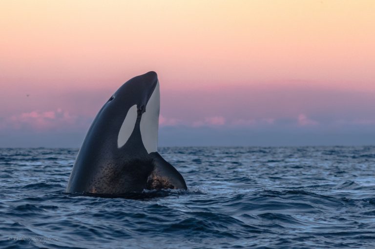Winter Whales of Norway - Waterproof Expeditions