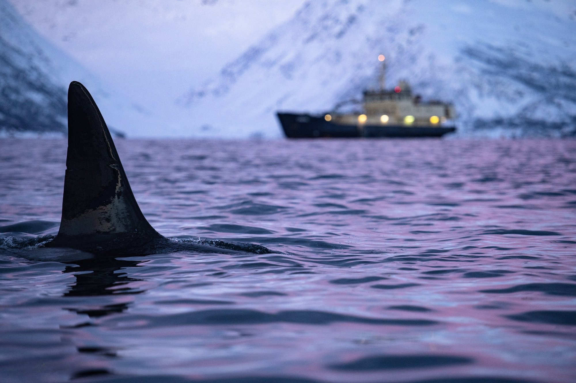 Winter Whales of Norway - Waterproof Expeditions