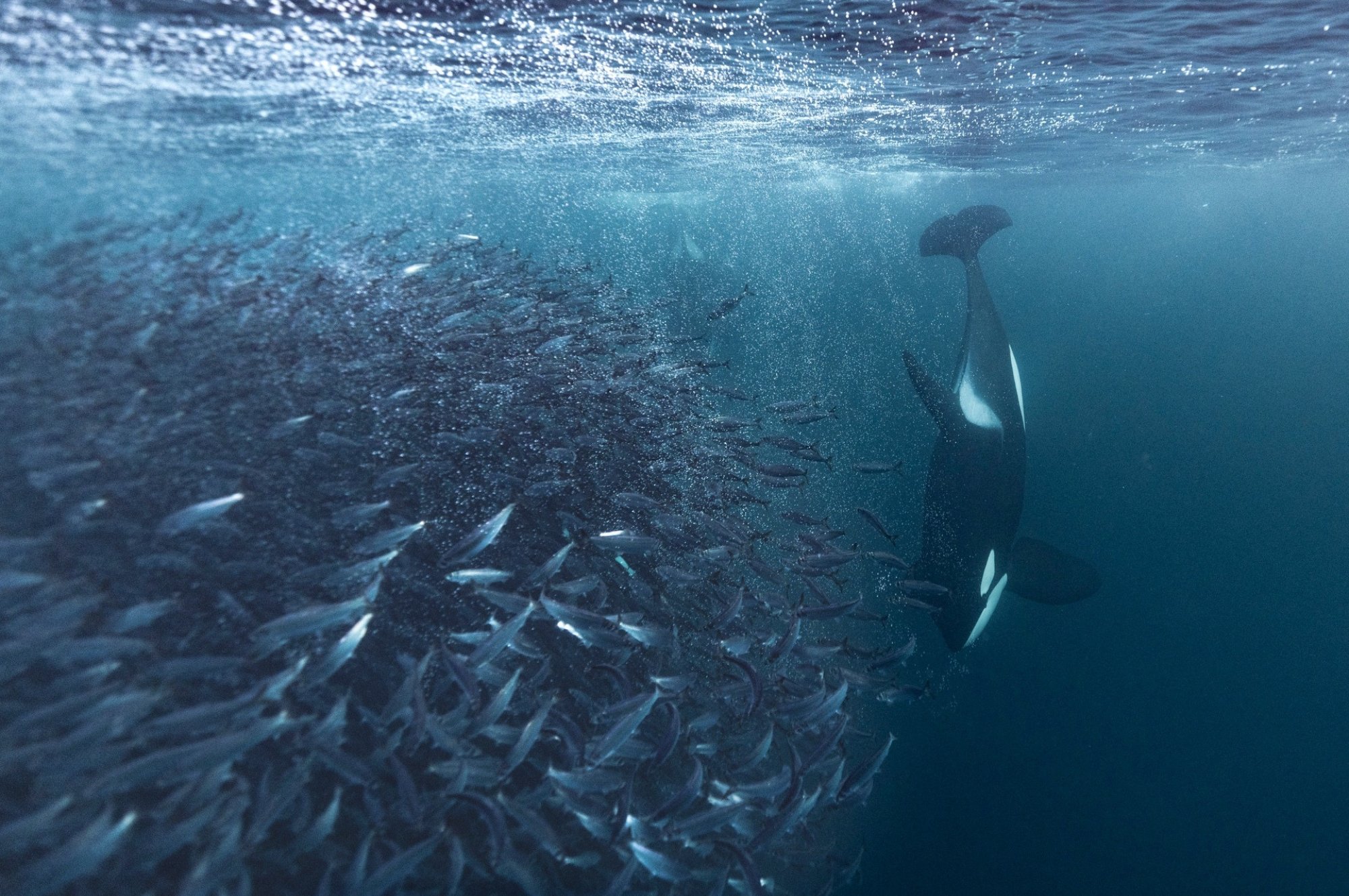 Winter Whales of Norway - Waterproof Expeditions
