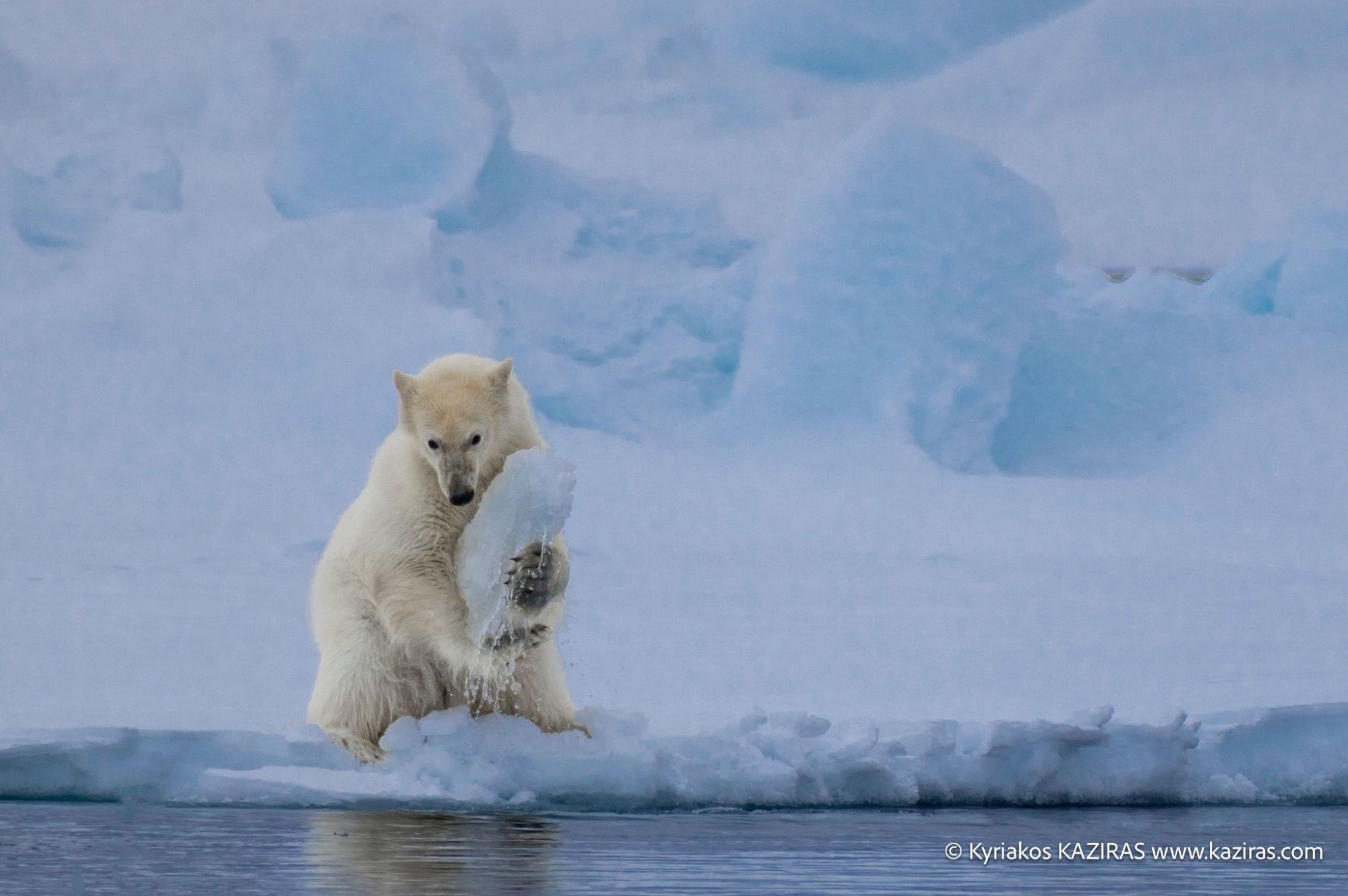 Expert Advice for Polar Bear Photography - Waterproof Expeditions