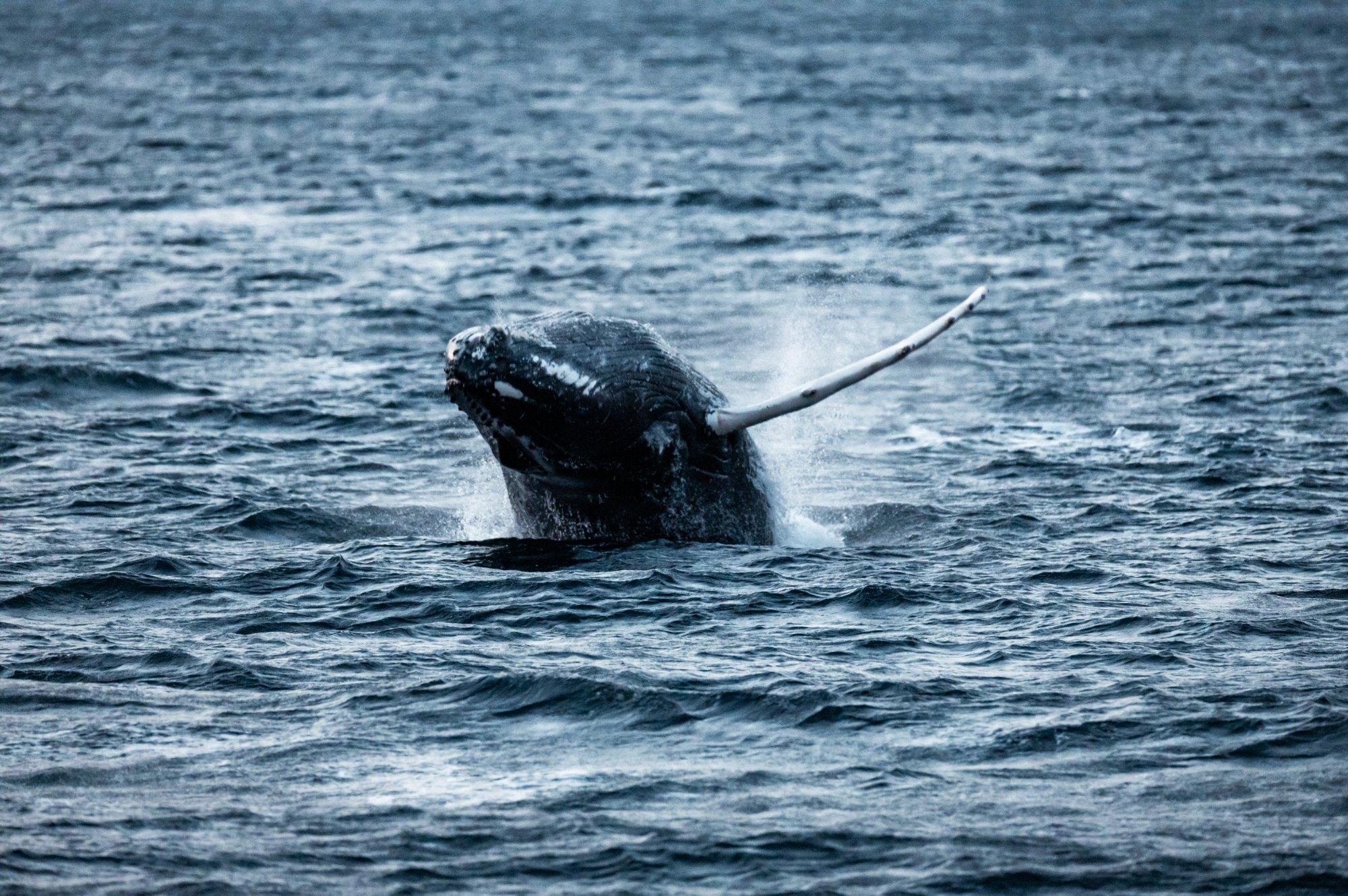 Whale Expeditions Around the World - Waterproof Expeditions