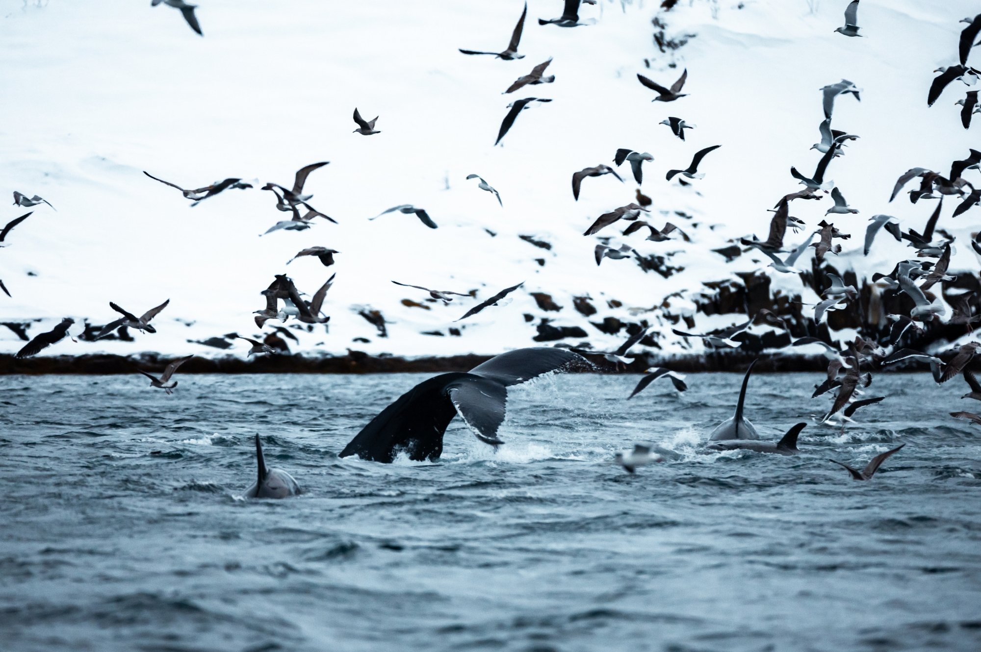 8 Questions about Orcas in Norway - Waterproof Expeditions