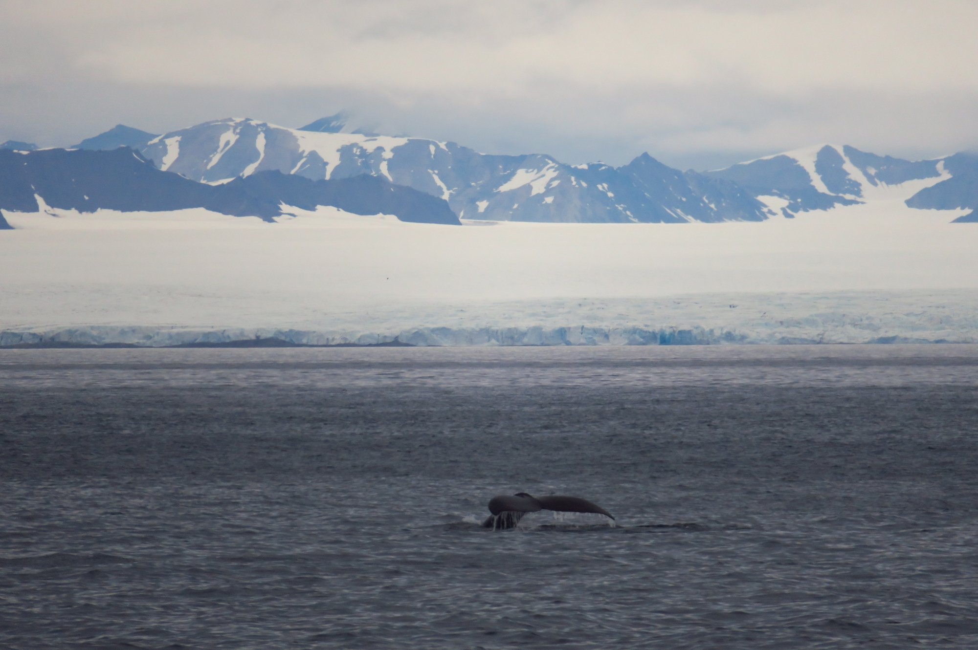 Whale Expeditions Around the World - Waterproof Expeditions