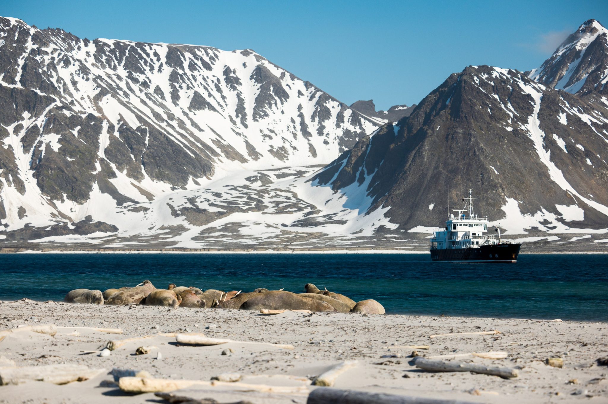 Svalbard Awakening : Small Ship Expedition - 10 days