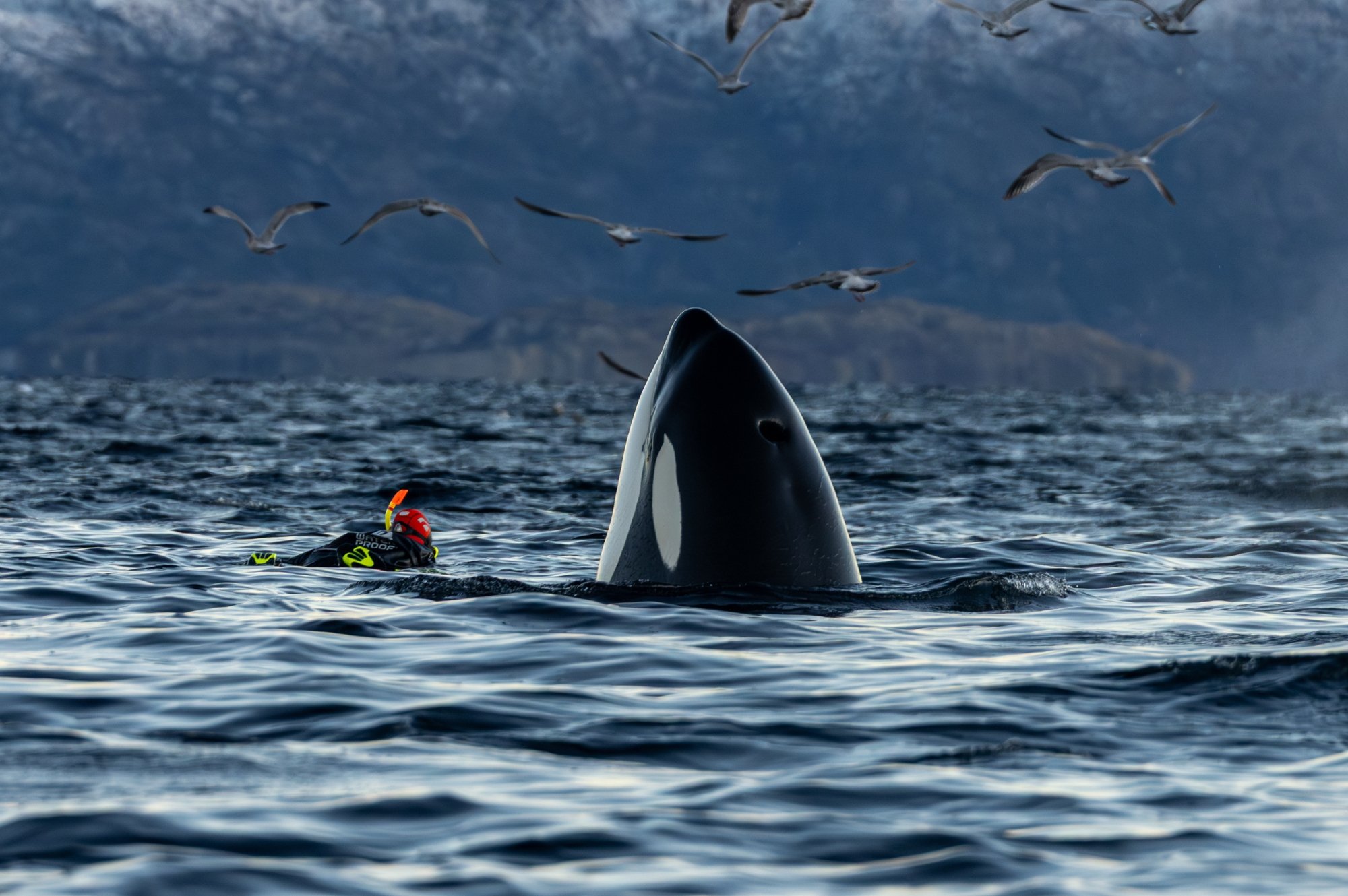 Winter Whales of Norway - Waterproof Expeditions
