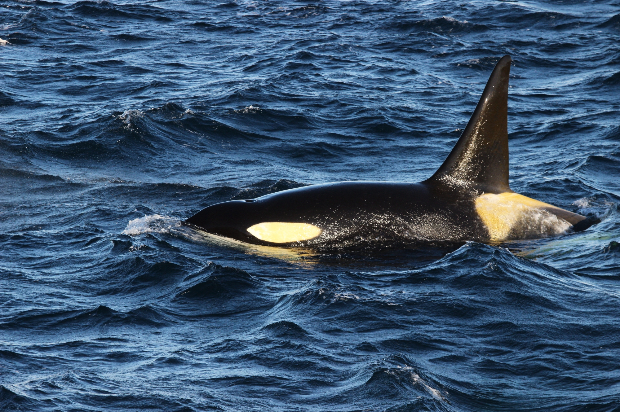 Arctic vs. Antarctic Orcas - Waterproof Expeditions