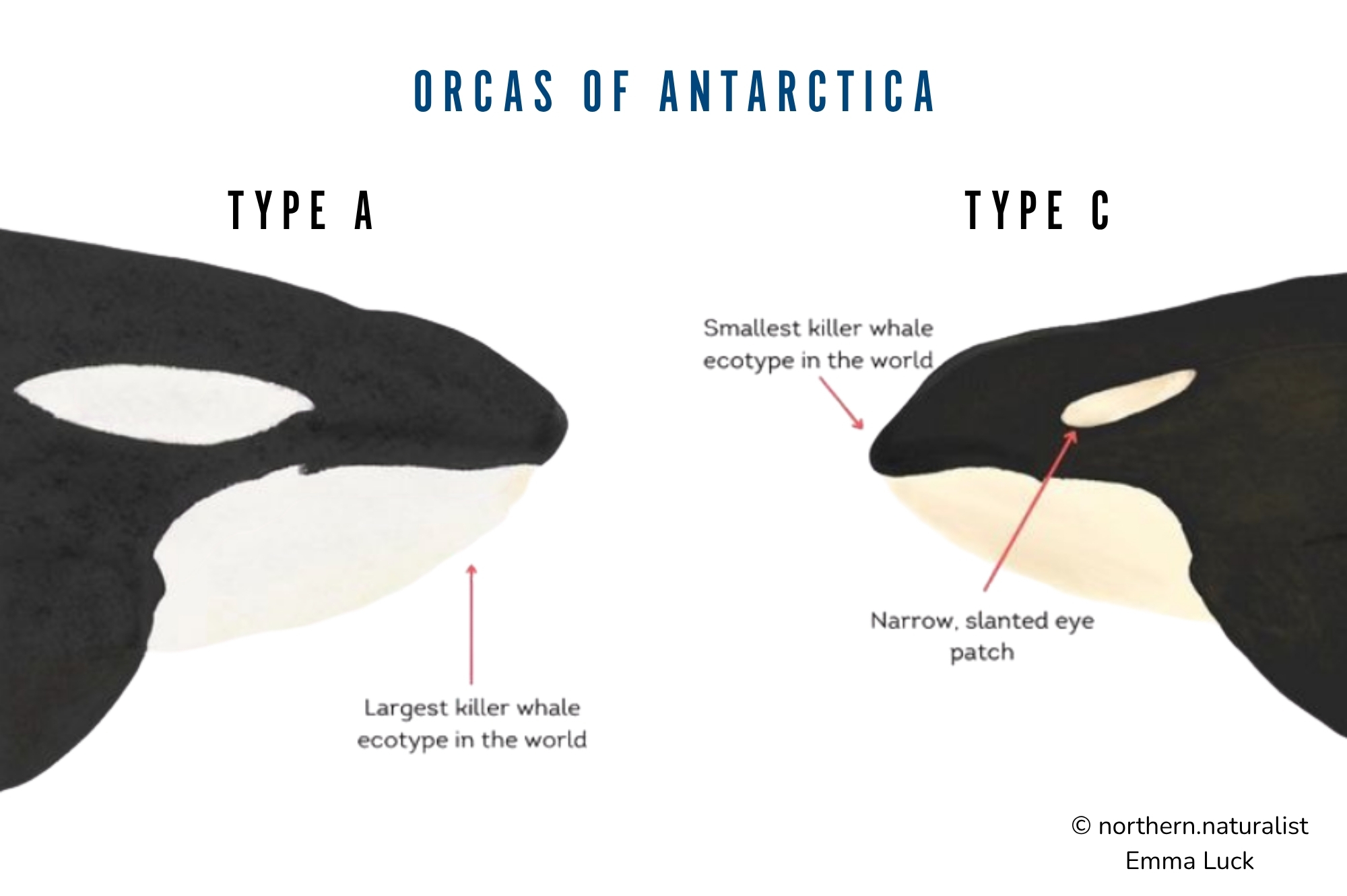Arctic vs. Antarctic Orcas - Waterproof Expeditions